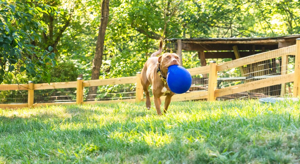 For Dogs – Shenandoah Dog Friendly Rentals